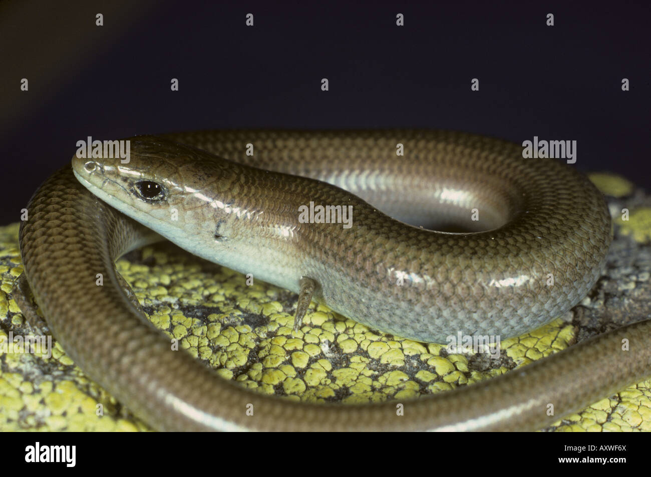 three-toed skink, Algerian cylindrical skink (Chalcides chalcides), on ...