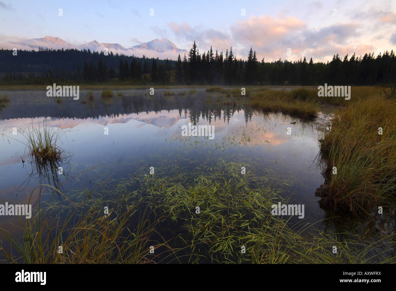 bog after sunrise, Canada, Alberta, Jasper National Park Stock Photo ...