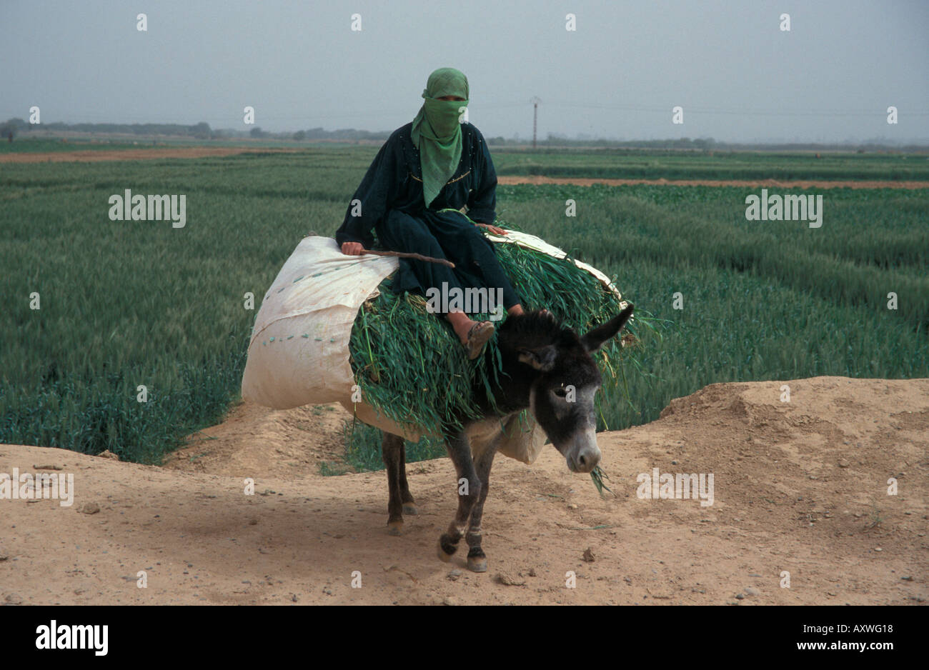 Woman and donkey hi-res stock photography and images - Alamy