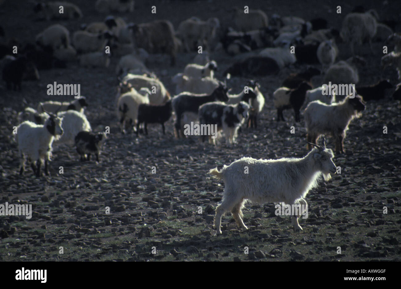 nomad goat herd flock dawn light high altitude Tibetan plateau Tibet ...