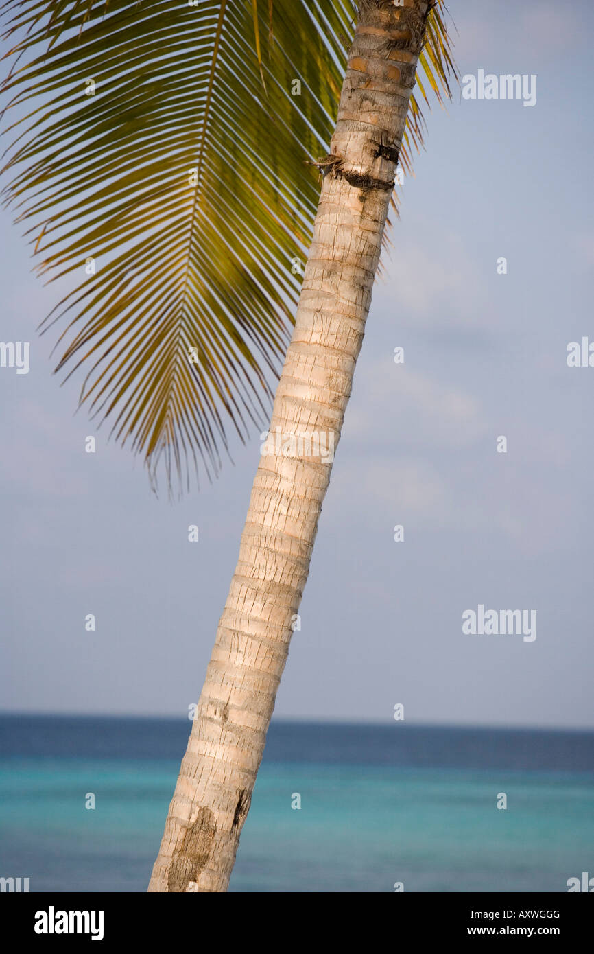 Single Tree, Maldives Stock Photo - Alamy