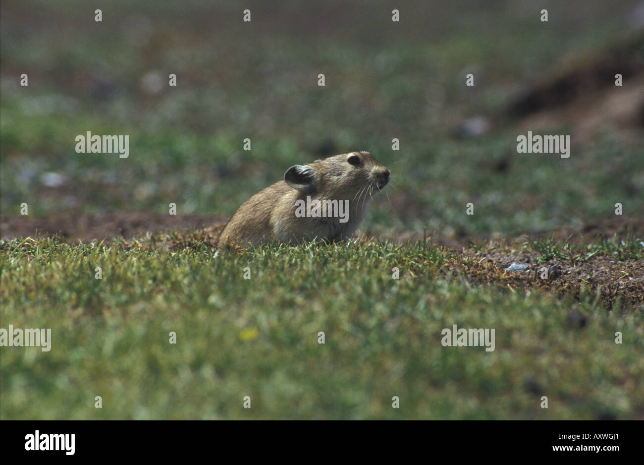 Tibetan steppe hi-res stock photography and images - Alamy