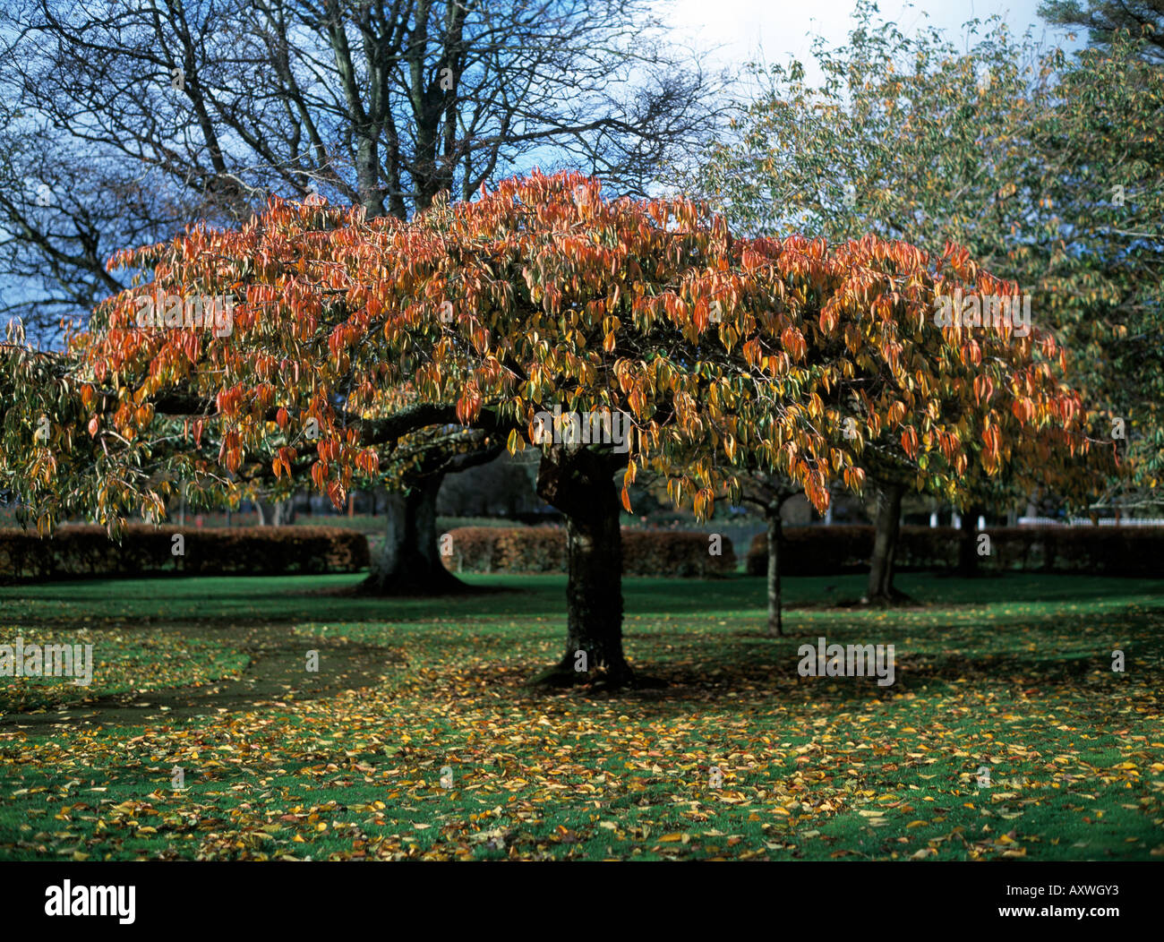japanese native tree thriving in the irish climate Stock Photo - Alamy