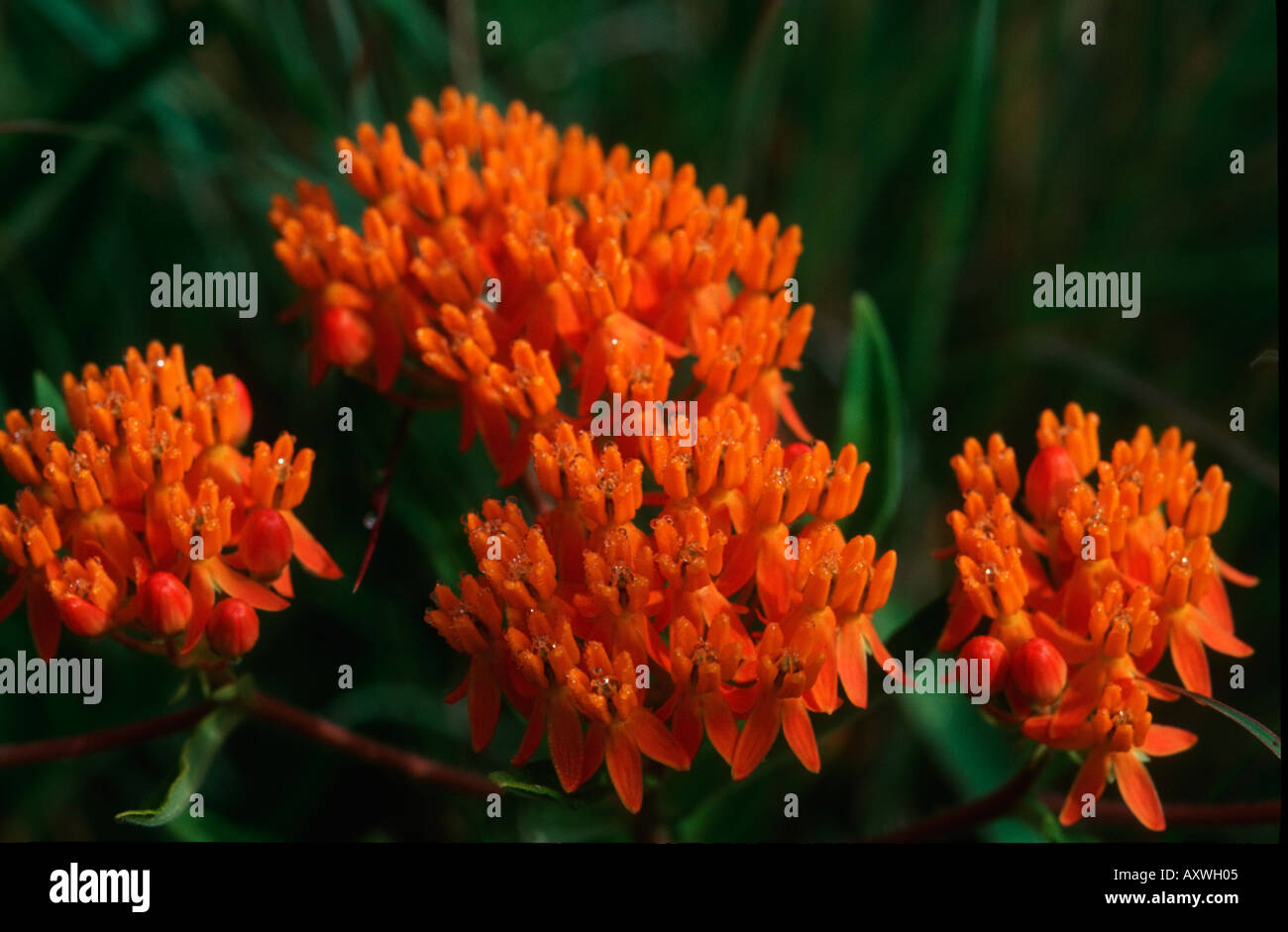 Butterfly Weed also called Orange Milkweed and Chigger Flower Asclepias ...