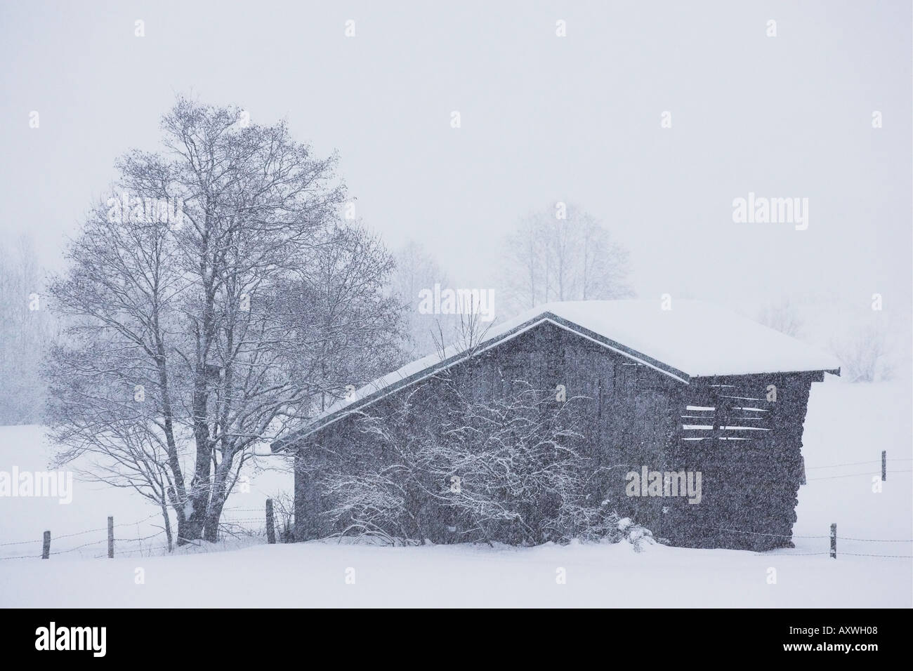 Snow scene in Austria Barn under old tree Stock Photo - Alamy