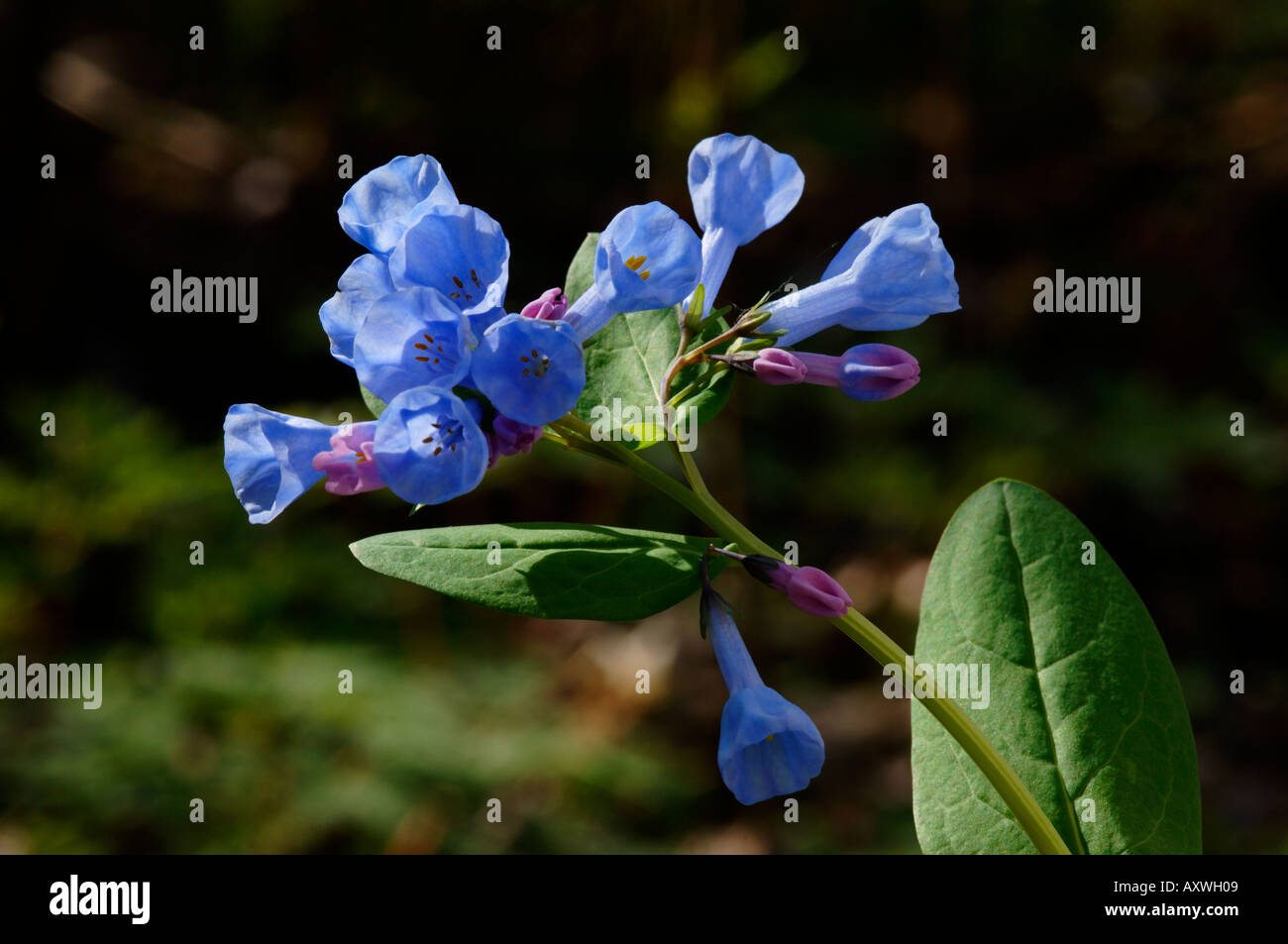 Blue flower virginia bluebells spring virginia cowslip hi-res stock ...