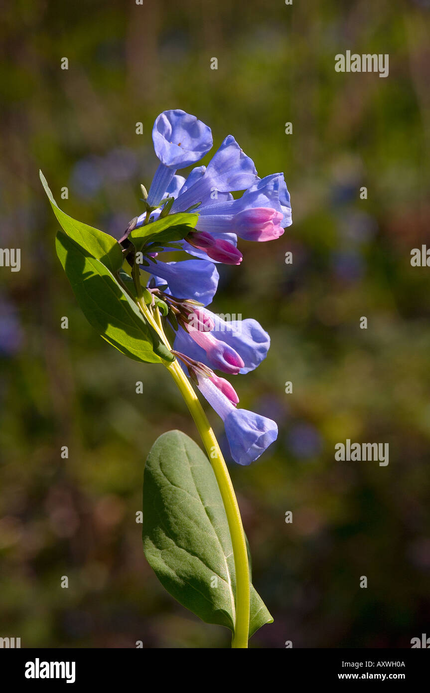 Blue flower virginia bluebells spring virginia cowslip hi-res stock ...