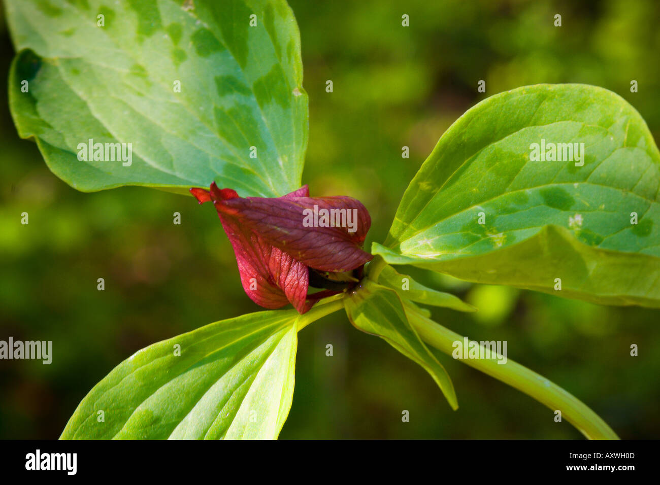 Purple Trillium also called Stinking Benjamin Stock Photo - Alamy
