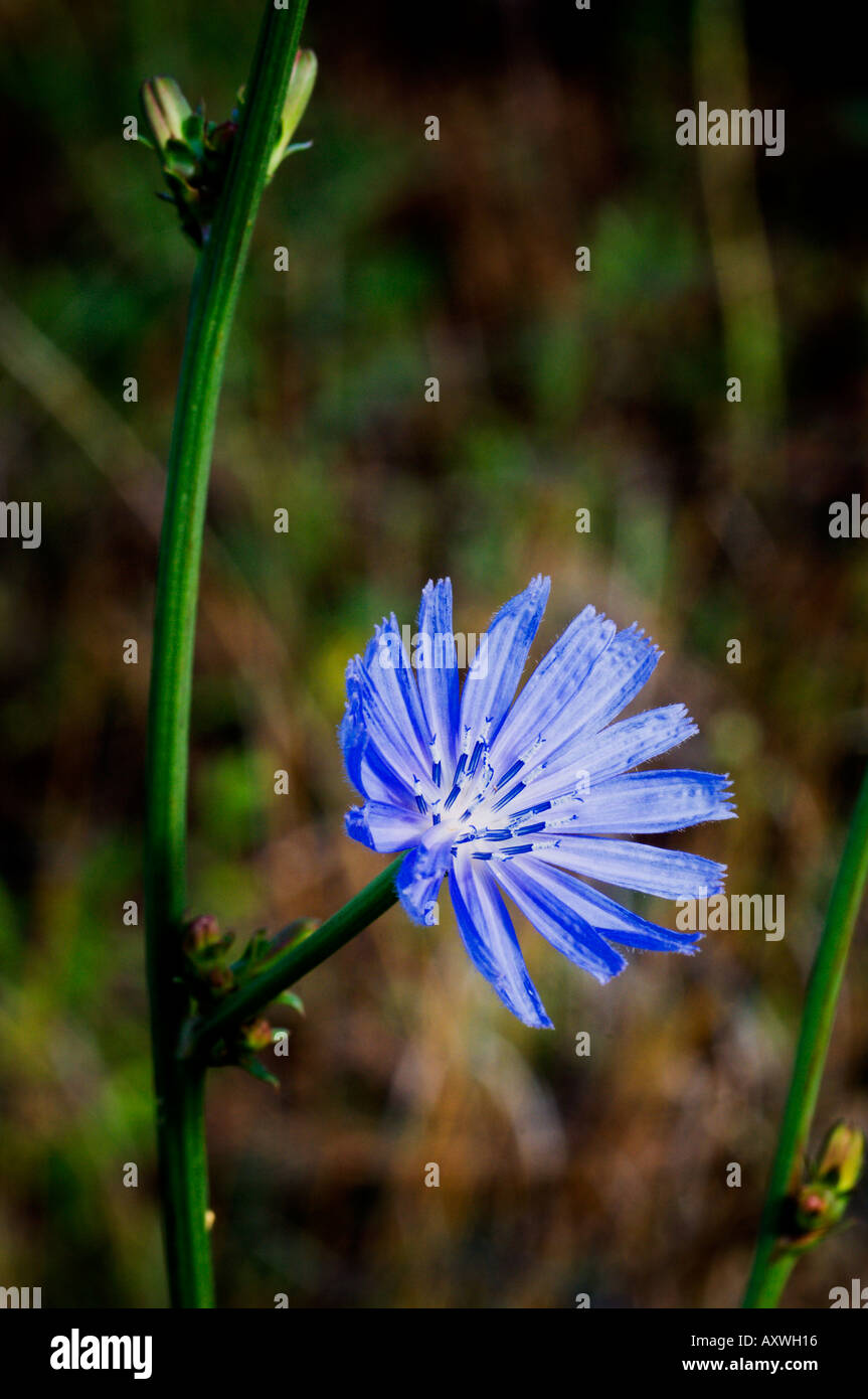 Chicory Cichorium intybus Stock Photo - Alamy