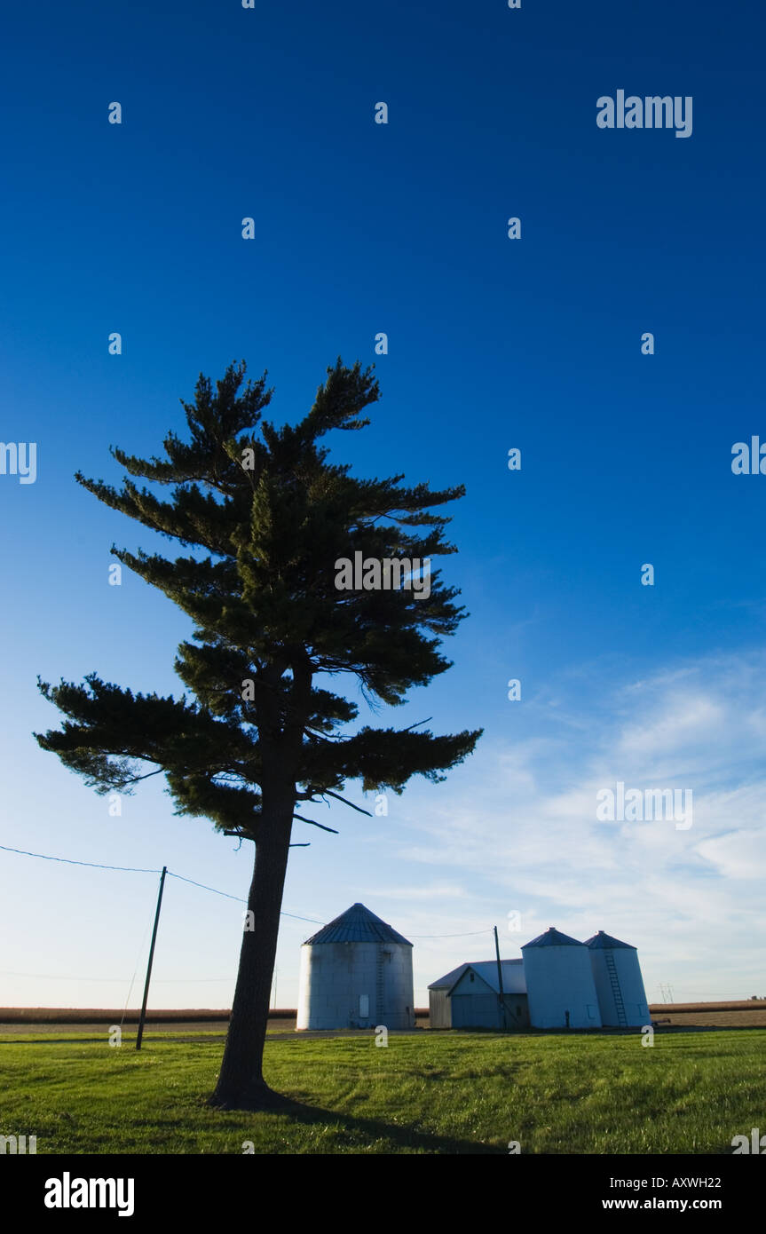 Tree and grain bins Stock Photo - Alamy