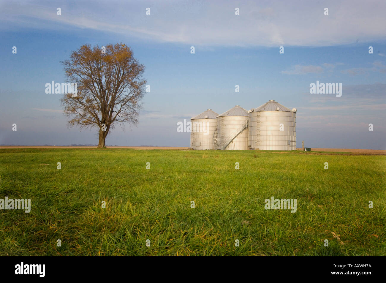 Grain bins and tree Stock Photo - Alamy