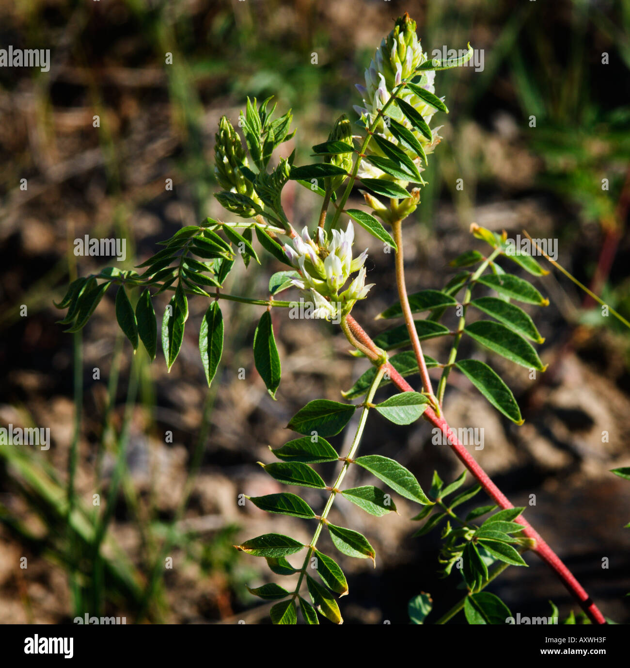 American Licorice or Wild Licorice, Glycyrrhiza lepidota Stock Photo ...
