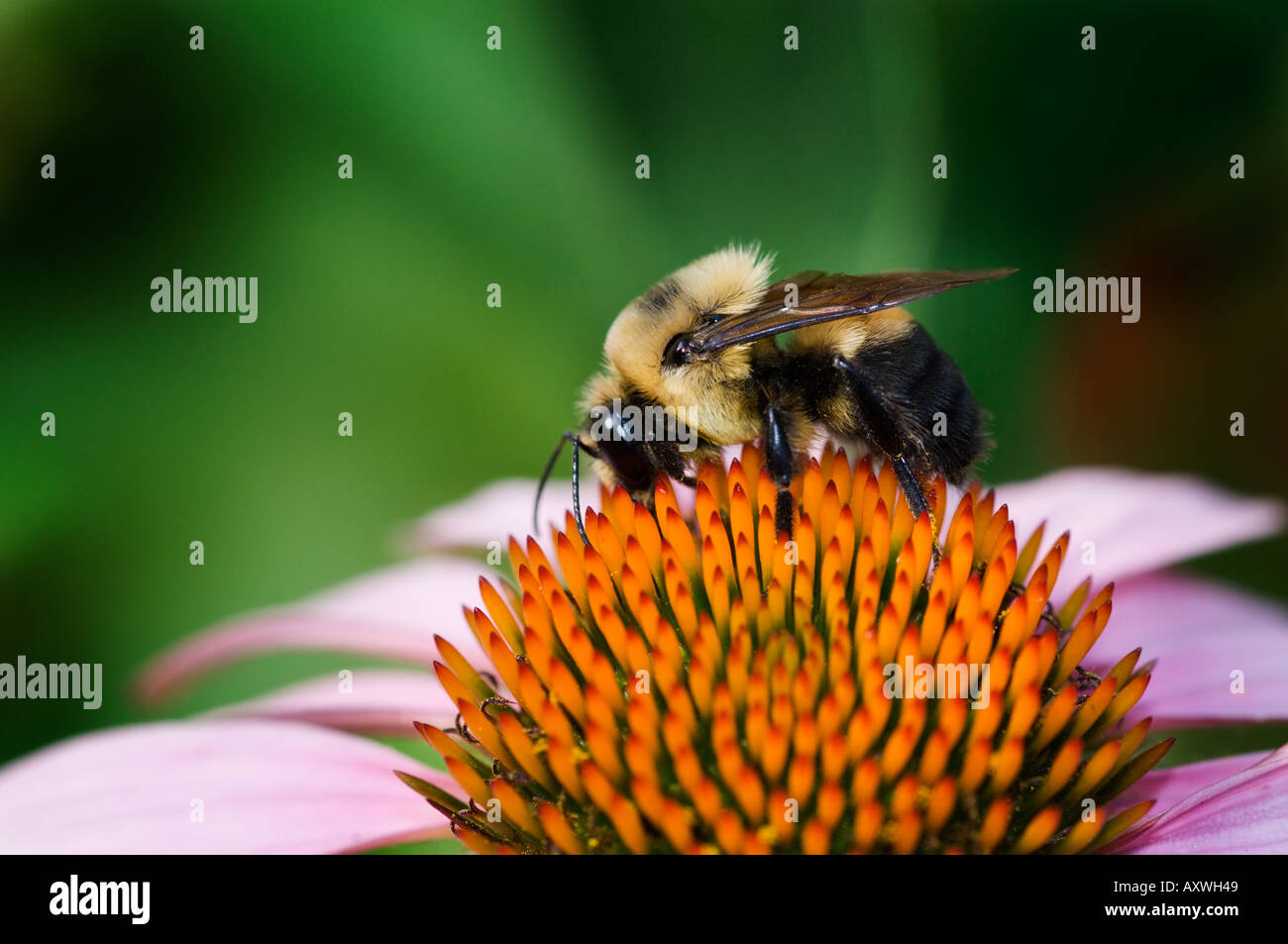 Eastern Carpenter Bee nectaring on purple coneflower Stock Photo - Alamy