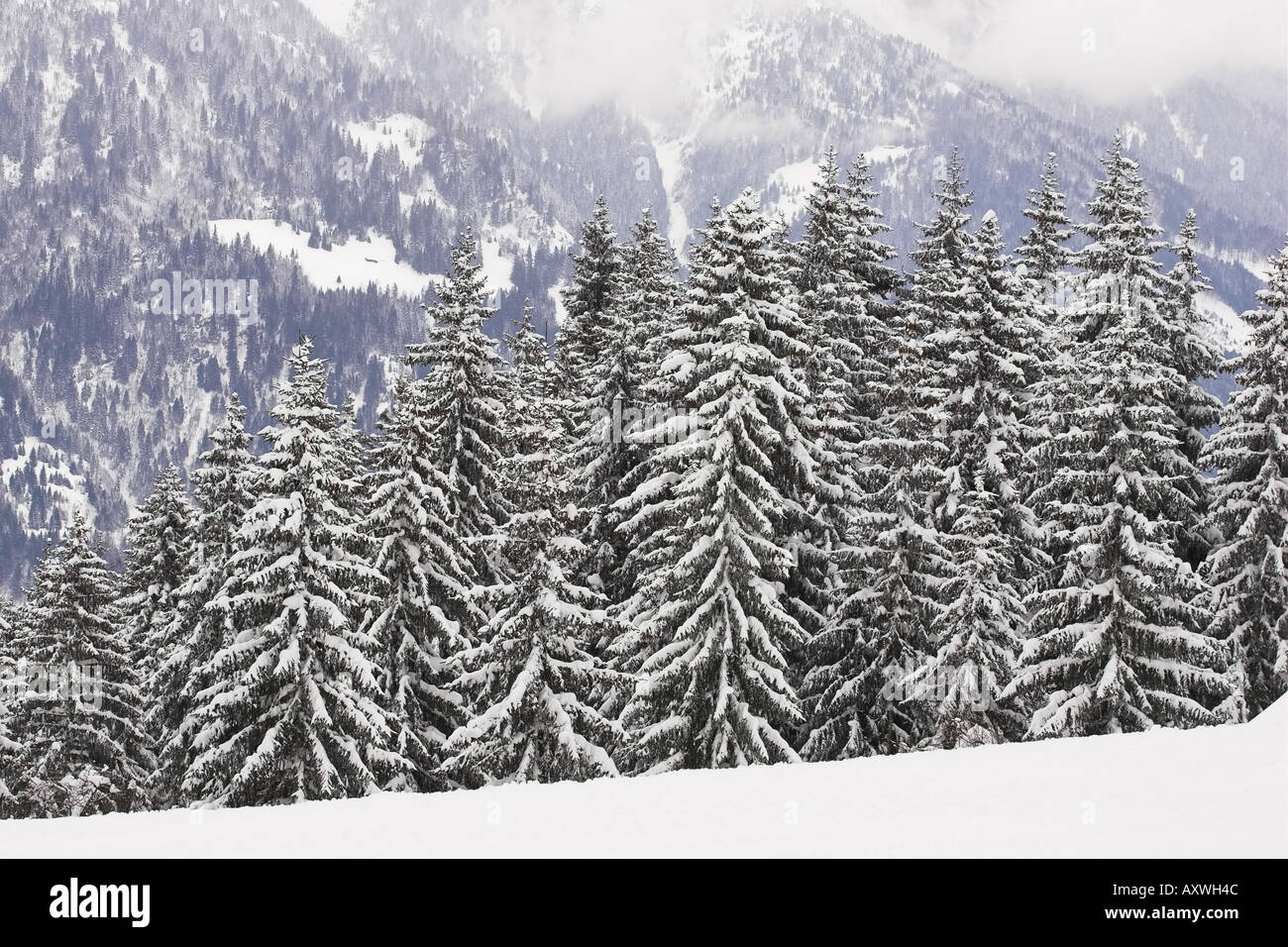 Pine trees in mountain full of snow Stock Photo - Alamy