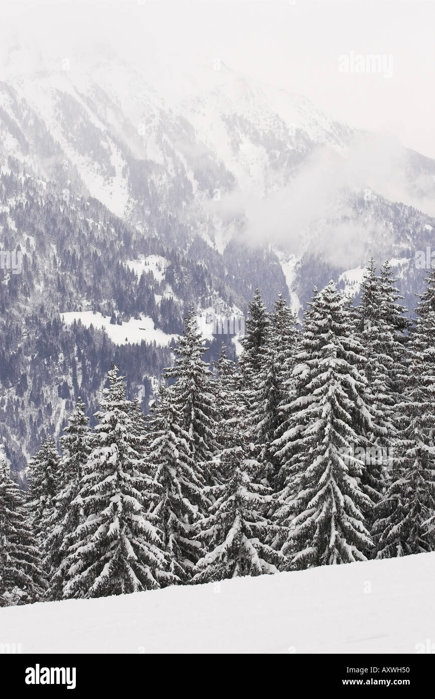 Pine trees in mountain full of snow Stock Photo - Alamy