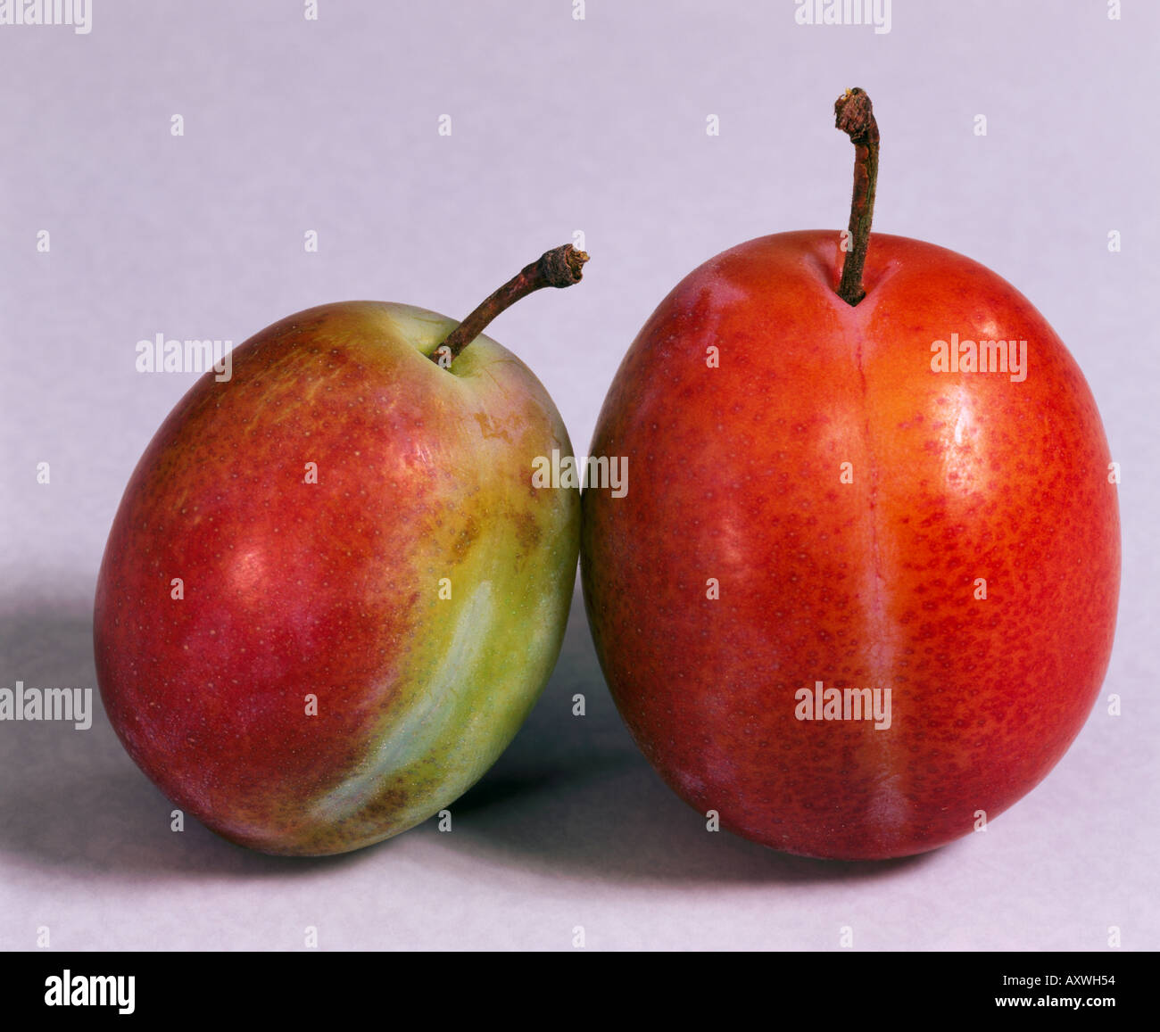 Victoria plum cut out hi-res stock photography and images - Alamy