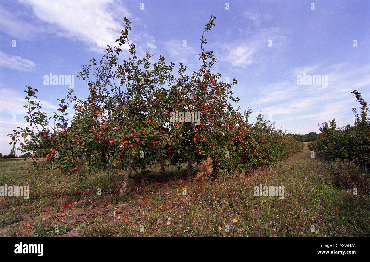 Cider apple orchard Normandy France EU Europe Stock Photo - Alamy