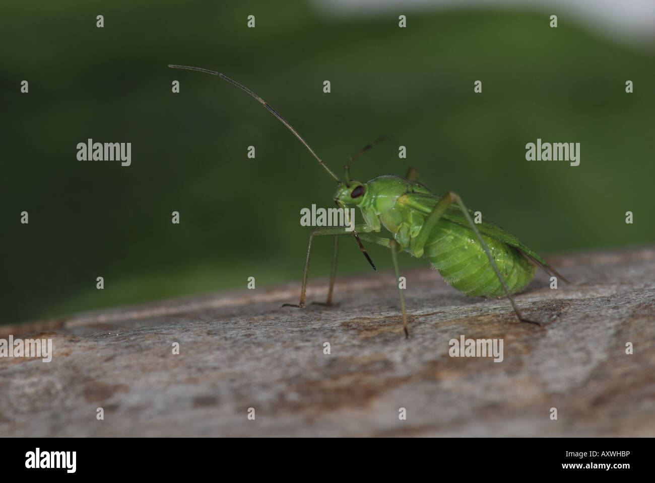 green bug (Calocoris alpestris), on bark Stock Photo - Alamy