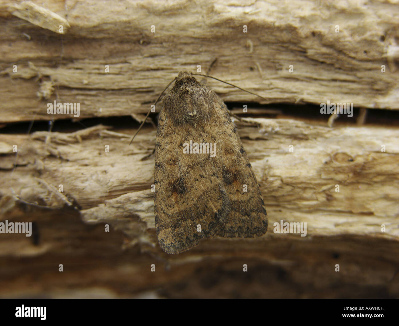 Mottled Rustic (Caradrina morpheus), on deadwood Stock Photo - Alamy