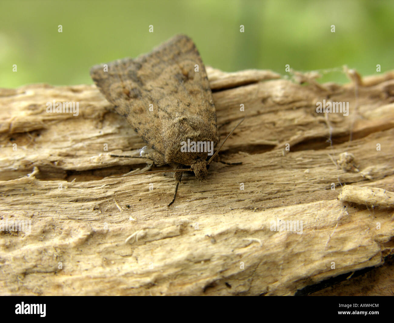 Mottled Rustic (Caradrina morpheus), on deadwood Stock Photo - Alamy