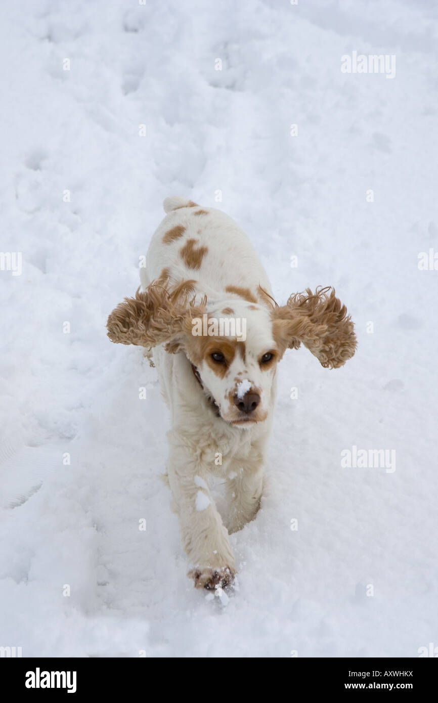 Cocker Spaniel in Winter snow Norfolk Stock Photo - Alamy
