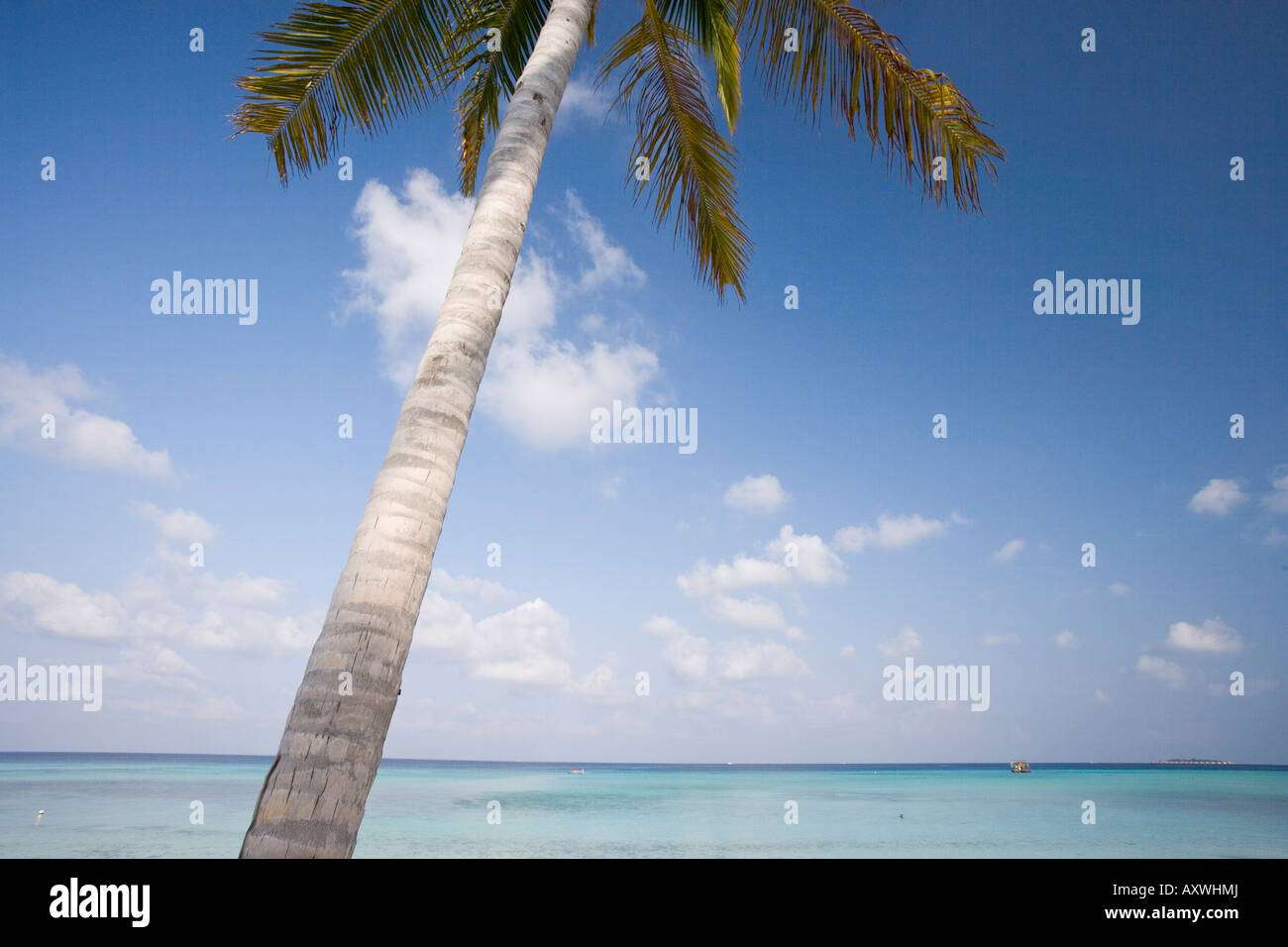 Maldives sea tree hi-res stock photography and images - Alamy