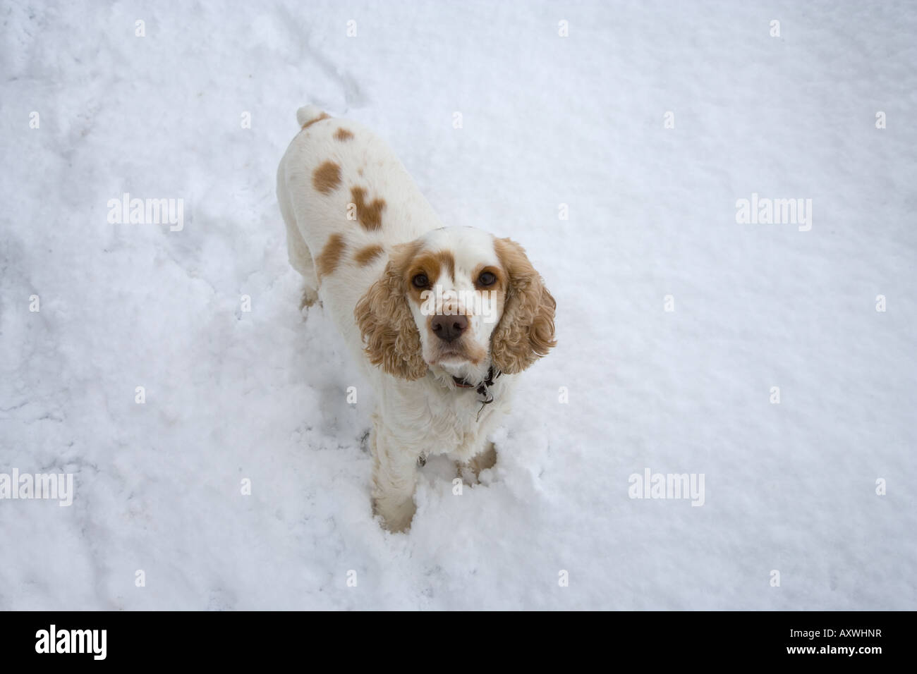 Cocker Spaniel in Winter snow Norfolk Stock Photo - Alamy