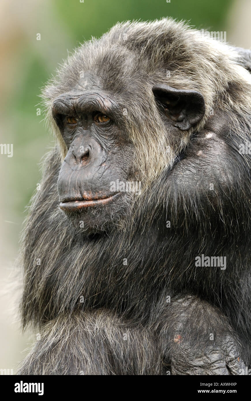 Chimpanzee facial expressions hi-res stock photography and images - Alamy