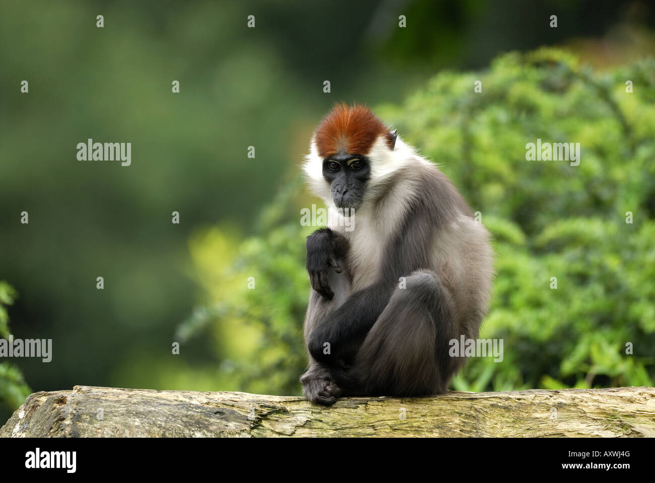 Mangabey monkeys hi-res stock photography and images - Alamy