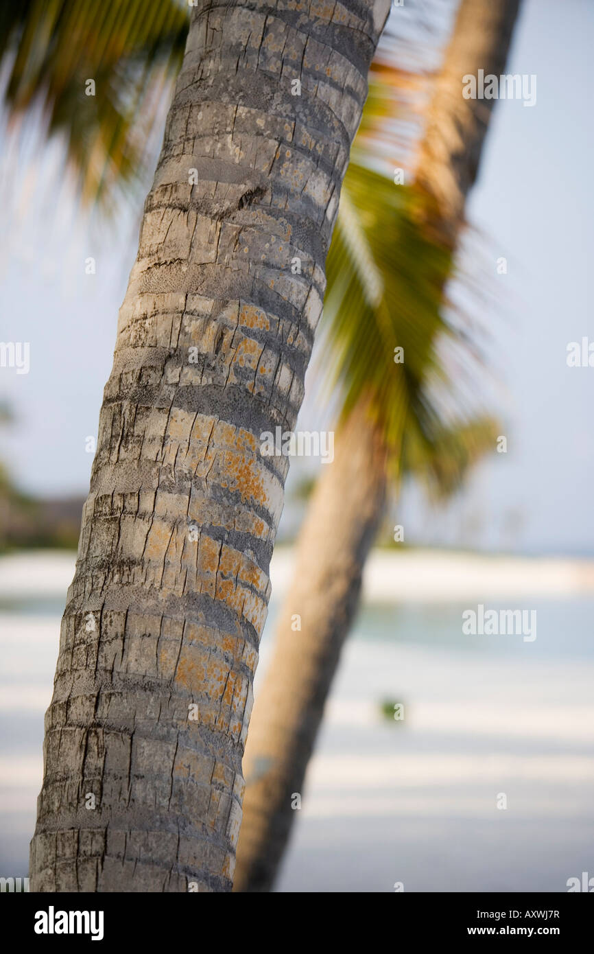 Palm Shade, Maldives Stock Photo - Alamy