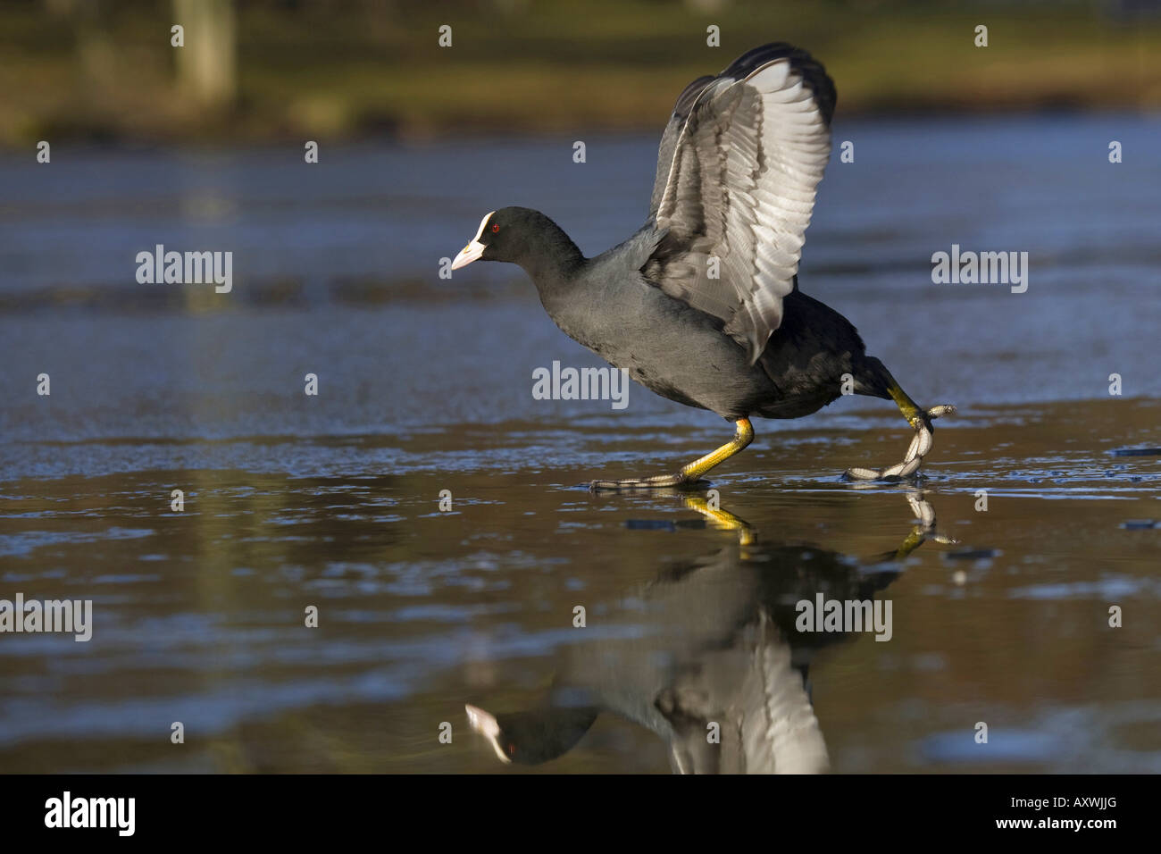 black coot (Fulica atra), flapping wings while running over a frozen ...