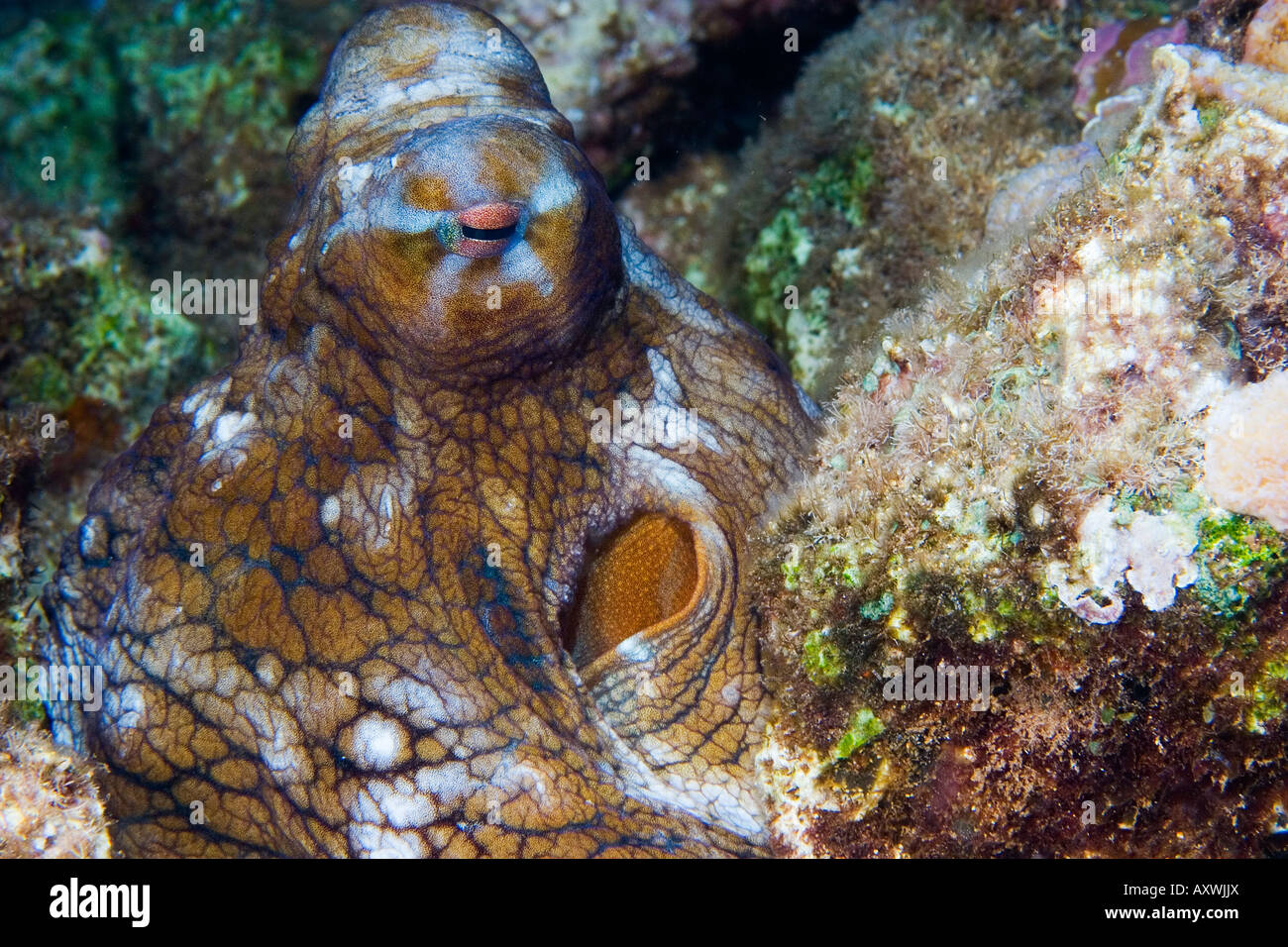 Eight legs octopus hi-res stock photography and images - Alamy
