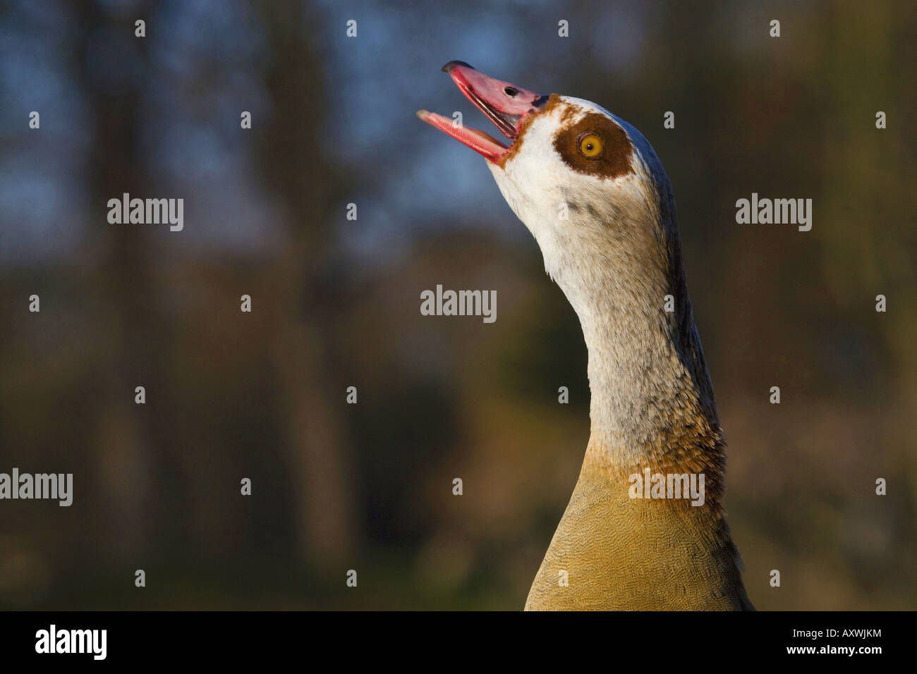Egyptian goose (Alopochen aegyptiacus), portrait, yelling, Germany ...