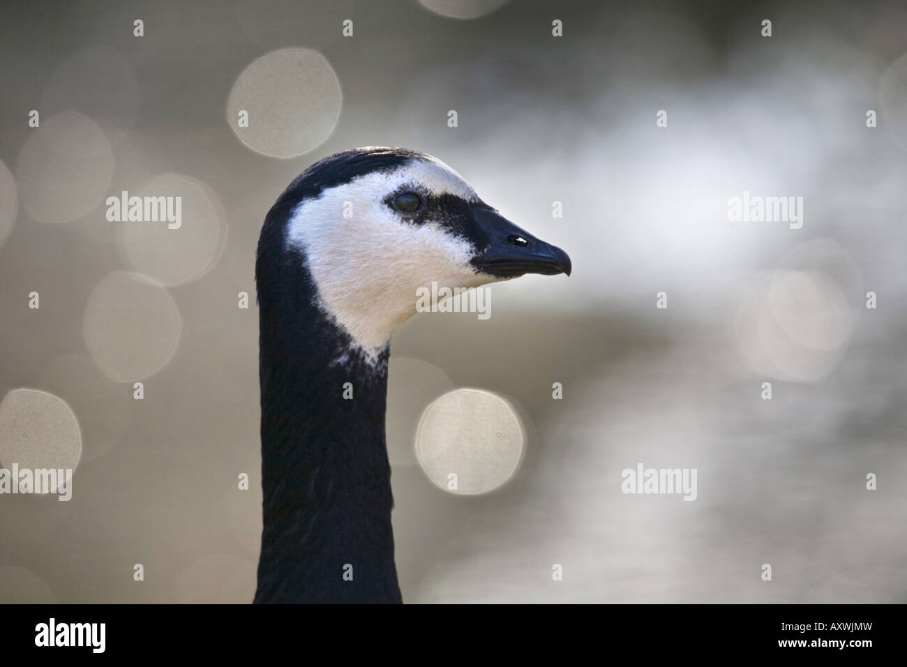 barnacle goose (Branta leucopsis), portrait, Germany, Baden ...