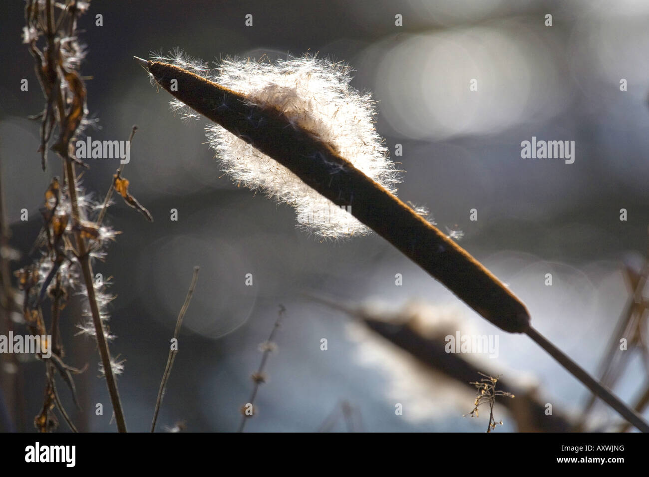lesser bulrush, narrowleaf cattail, narrow-leaved cattail (Typha ...