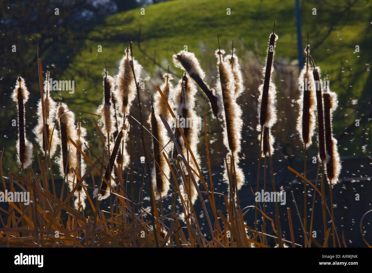 lesser bulrush, narrowleaf cattail, narrow-leaved cattail (Typha ...