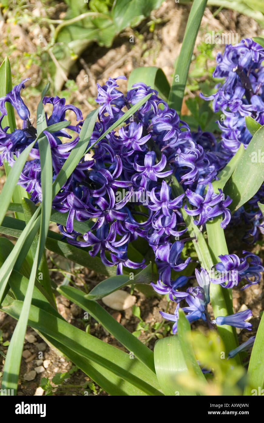 Hyacinths in the Garden of the Medici Villa of Castello, Sesto ...