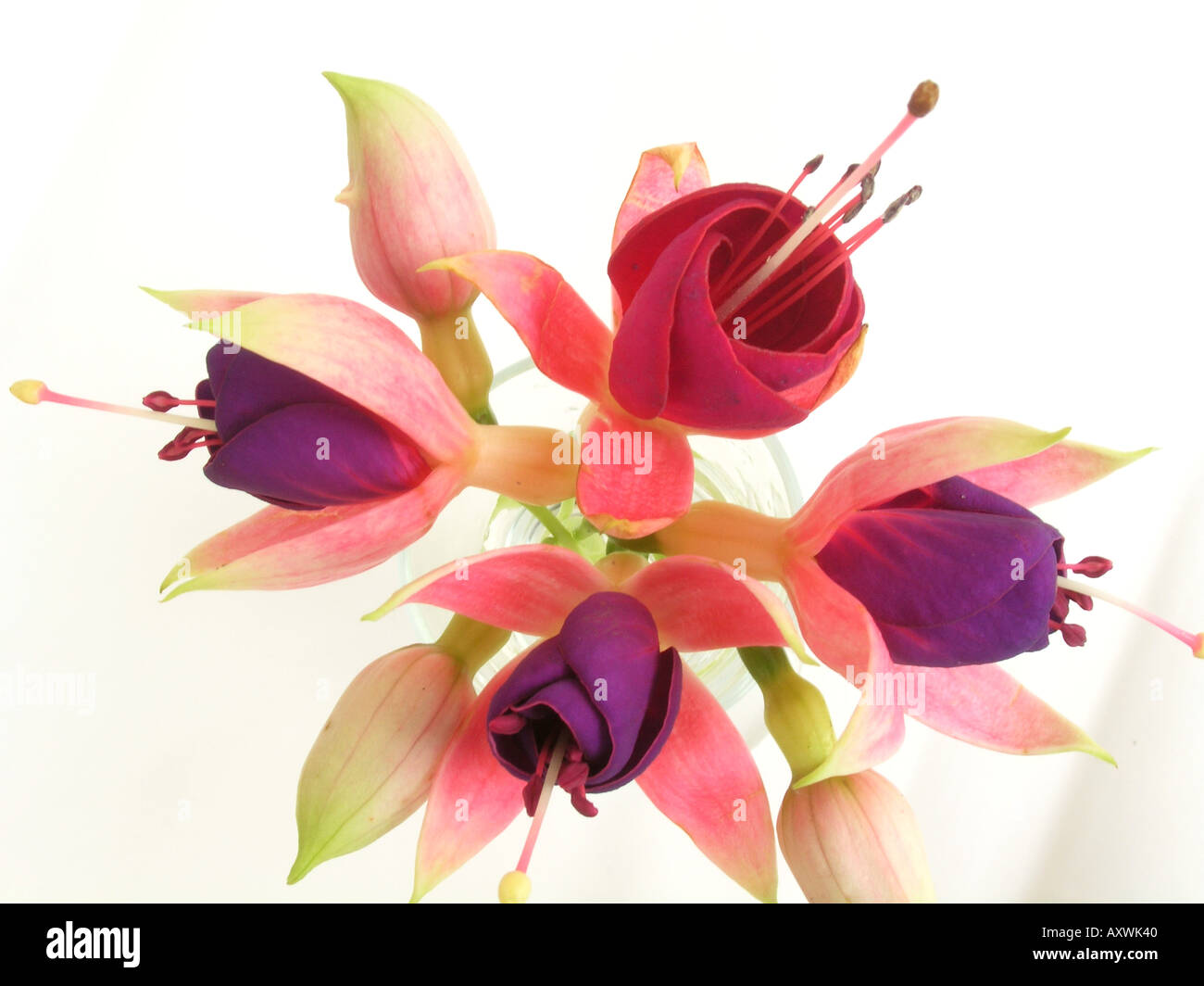Fuchsia x hybrida hi-res stock photography and images - Alamy