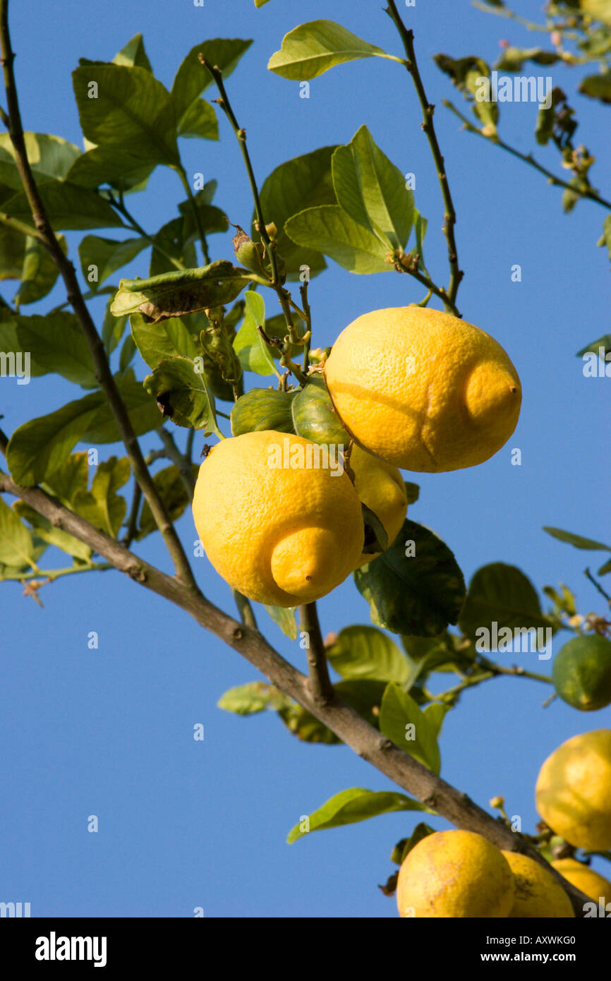 Lemons growing on a tree Stock Photo - Alamy
