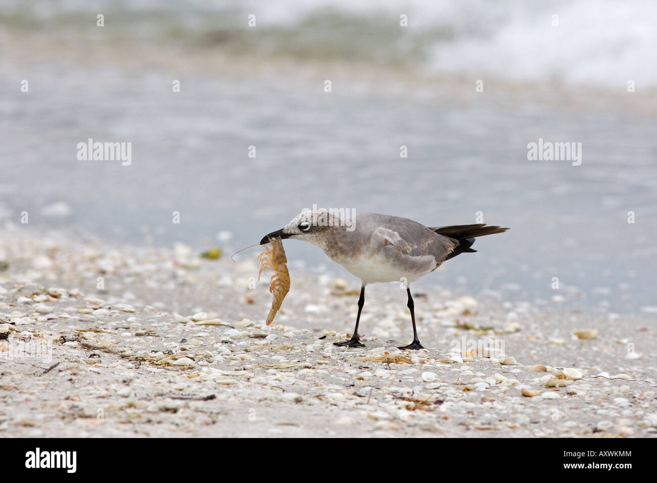 Florida shrimp fishing hi-res stock photography and images - Alamy