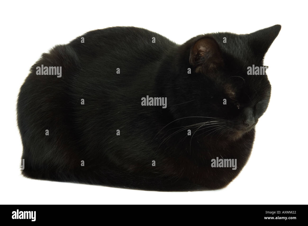 black cat in a white background with eyes closed curl squat sly, crafty ...