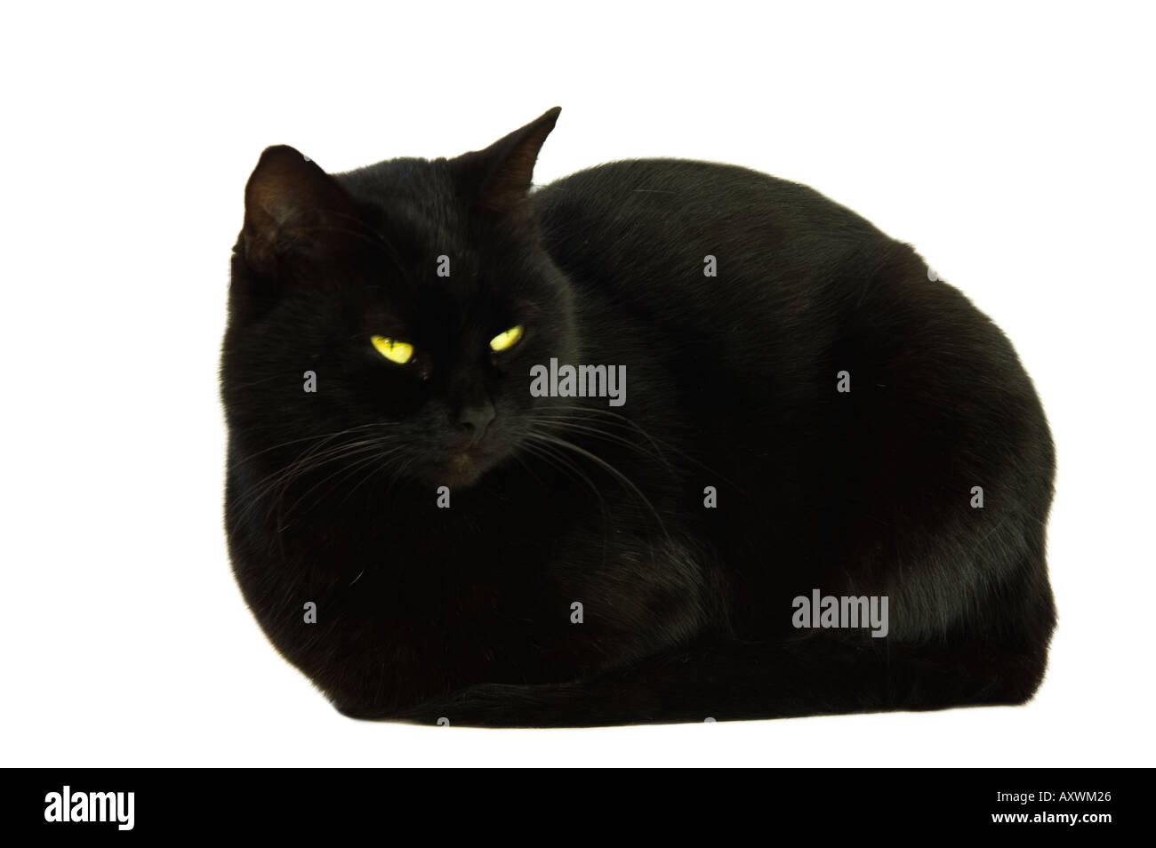 black cat in a white background curl squat sly, crafty, sneaky sleepy ...