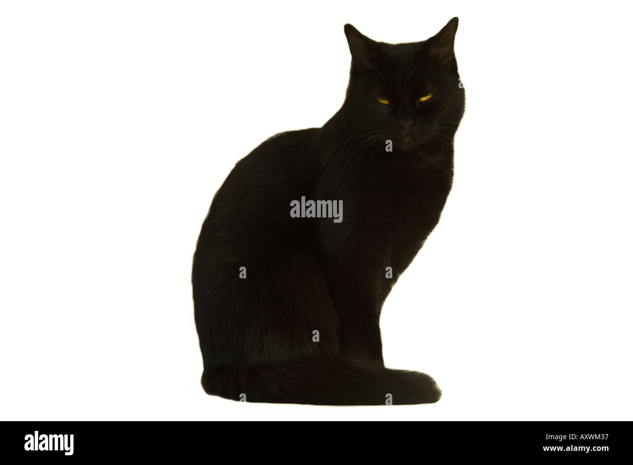 black cat in a white background - unlucky bad luck Stock Photo - Alamy