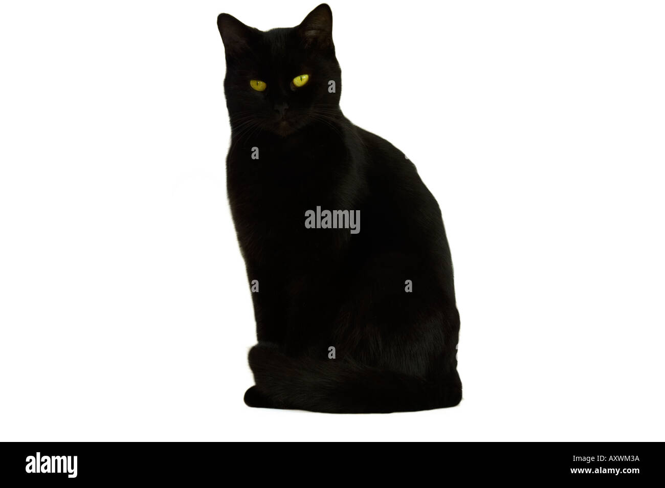 black cat in a white background - unlucky bad luck Stock Photo - Alamy