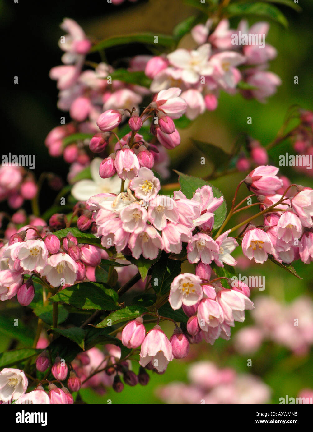 deutzia shrub in full flower Stock Photo - Alamy