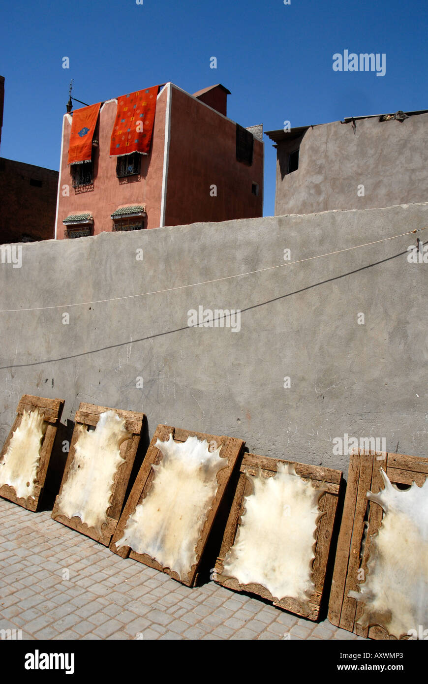 Goat skins are stretched and left to dry in the Marakech sun Stock ...