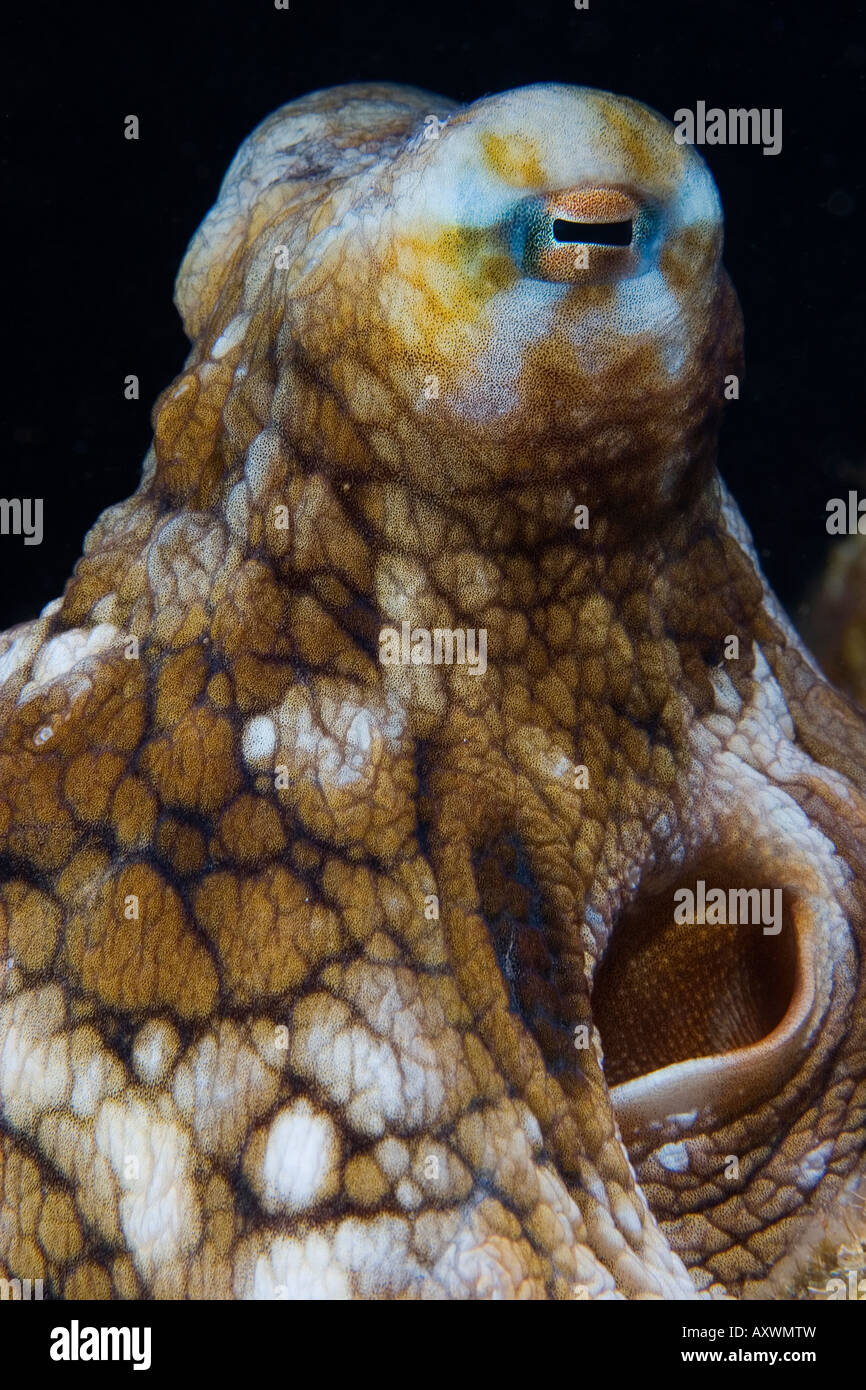 Human octopus eye hi-res stock photography and images - Alamy