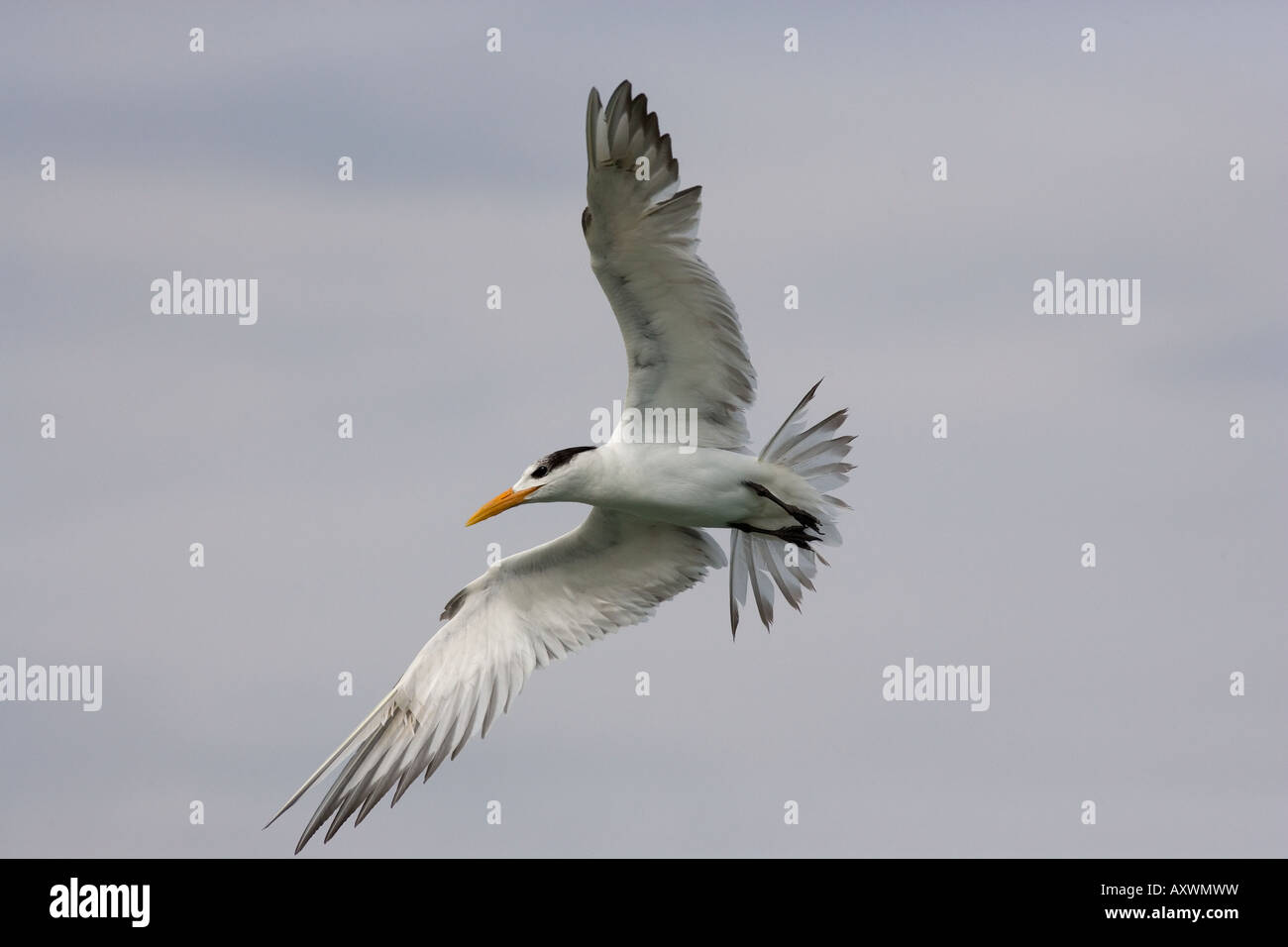 Common tern seabird family hi-res stock photography and images - Alamy