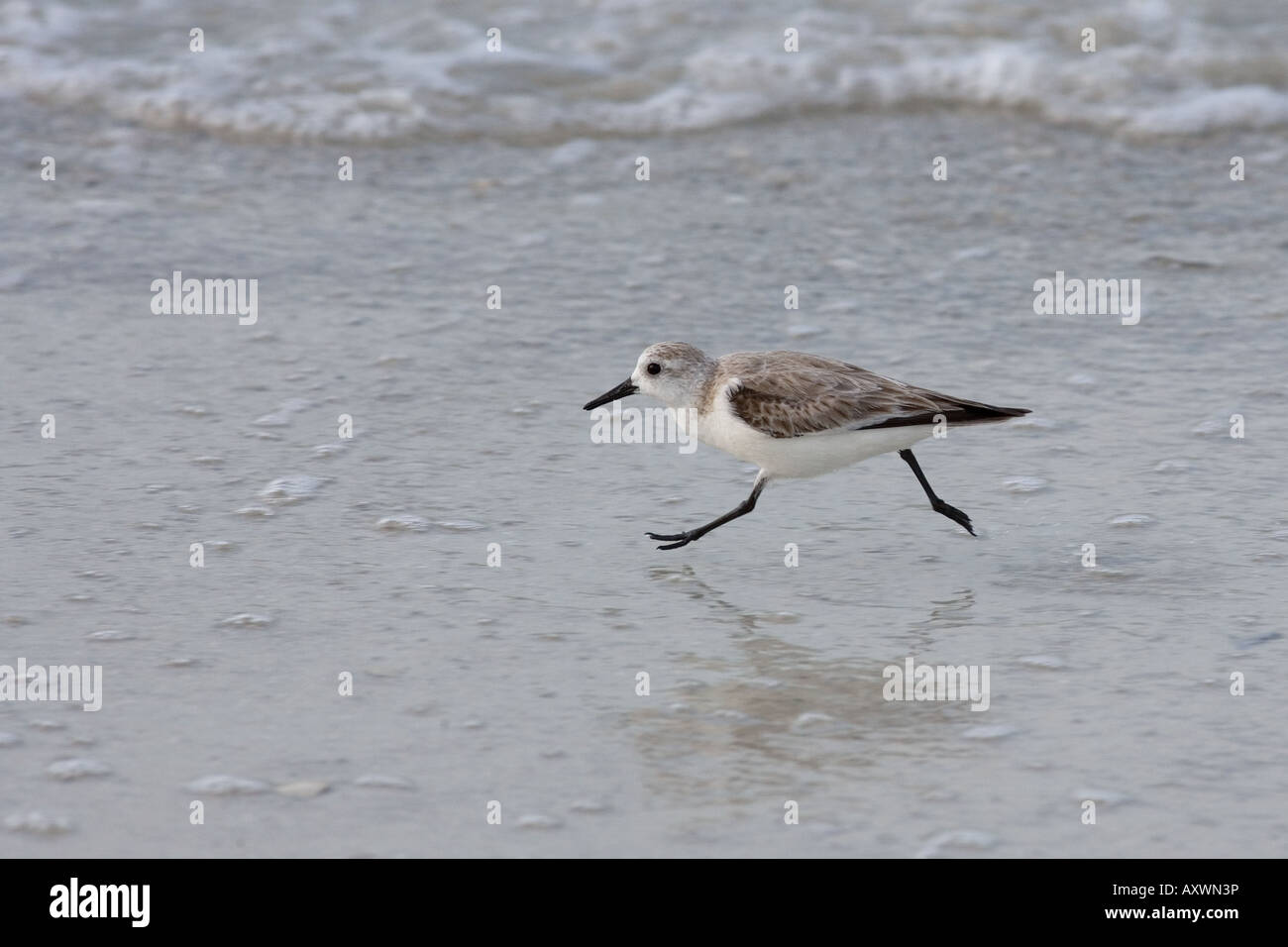 Sanderling Calidris alba on Fort Myers beach Florida Stock Photo - Alamy