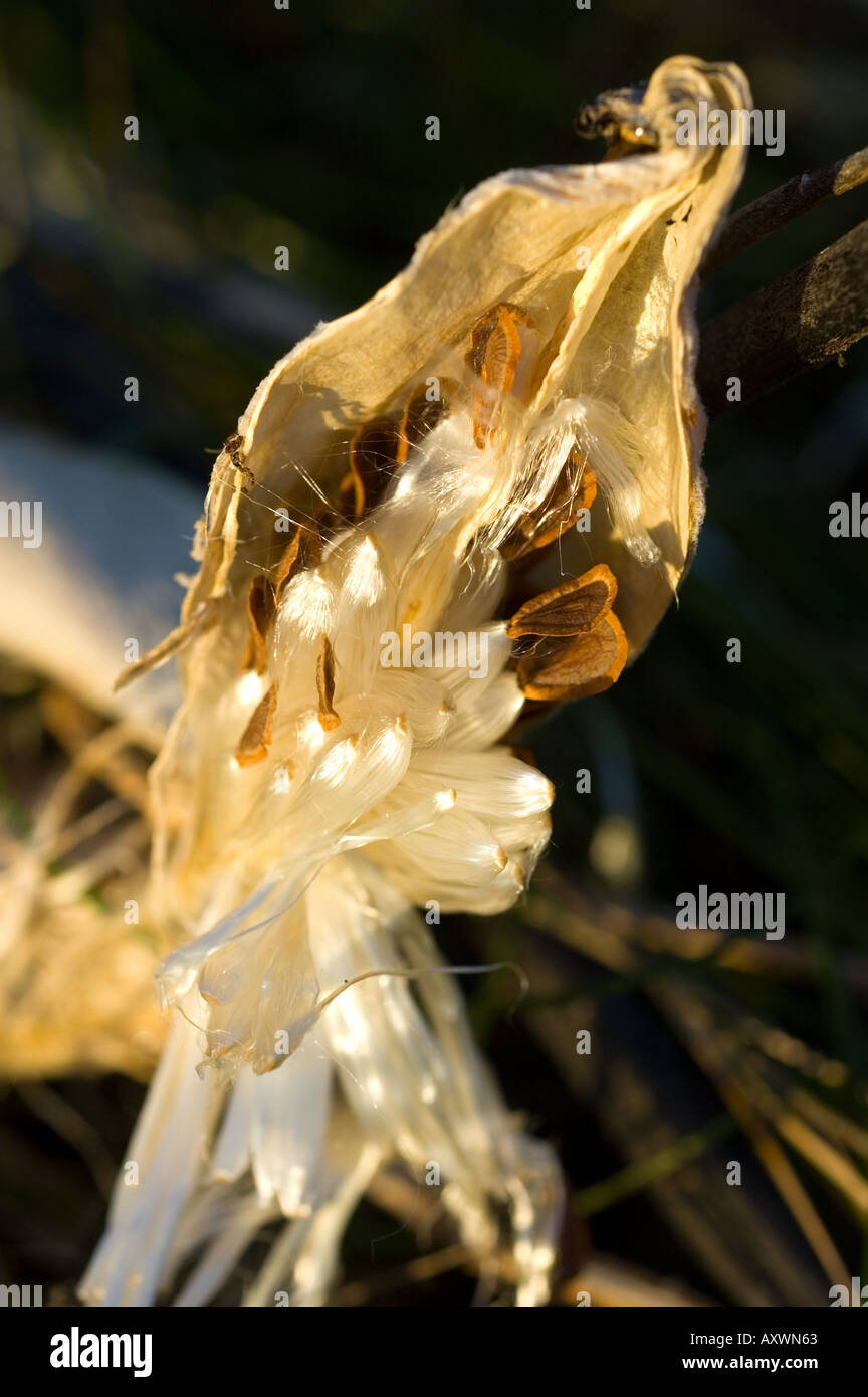 Exploded milk weed pod in autumn New Brunswick Canada Stock Photo - Alamy